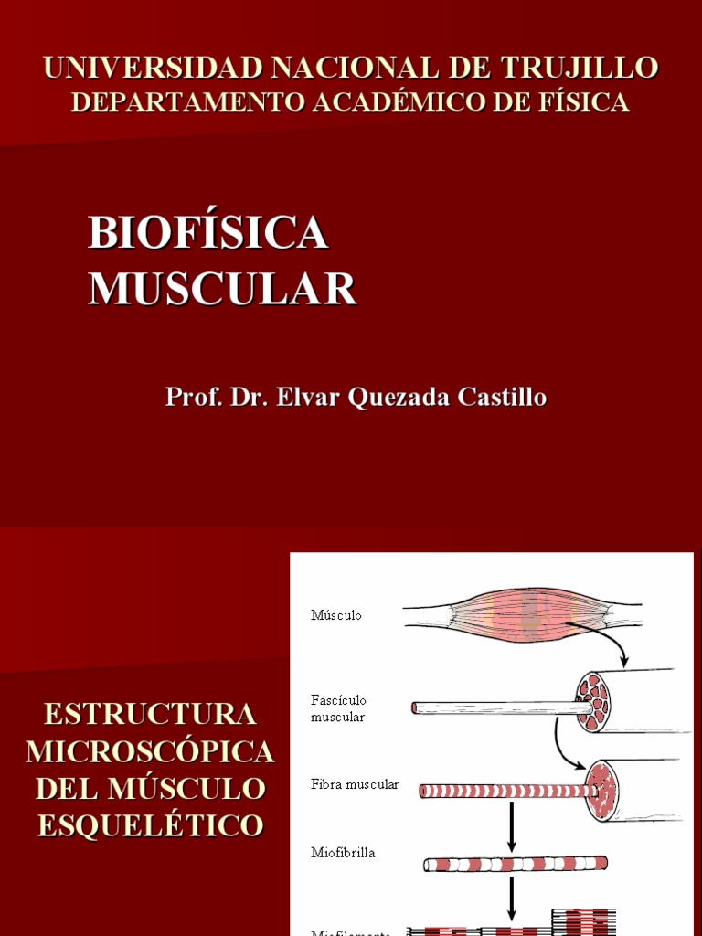 Biofísica Muscular | PDF | Contracción muscular | Músculo