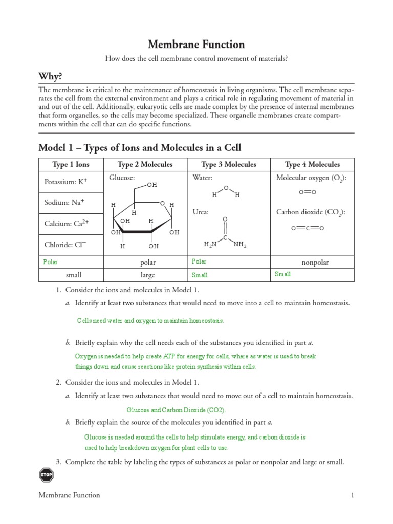 Cell Membrane Diagram Worksheet Labeled
