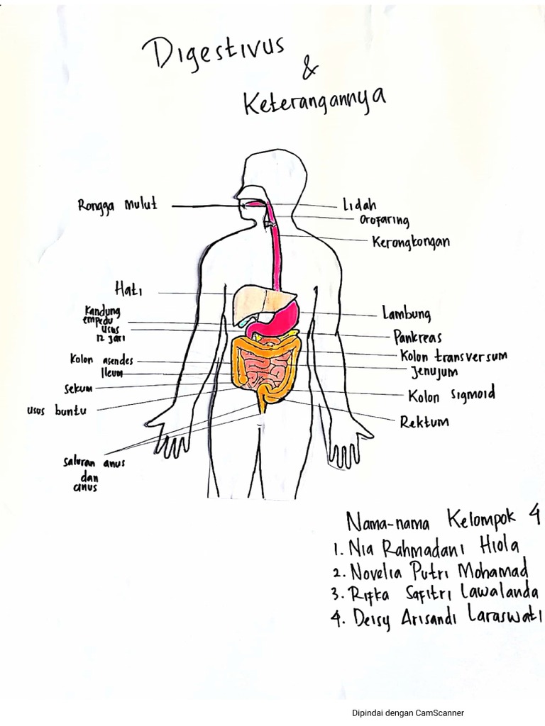Kelompok 4 Sistem Digestivus Dan Keterangannya | PDF