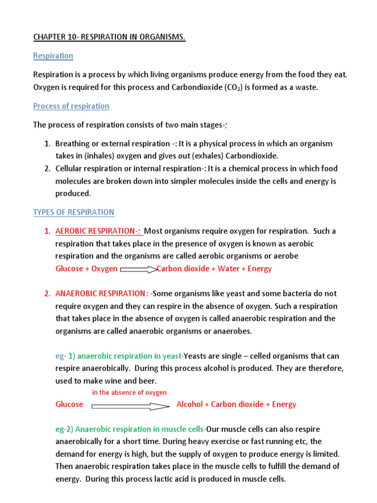 Chapter 10 - Respiration in Organisms - Class 7 Biology Notes | PDF ...