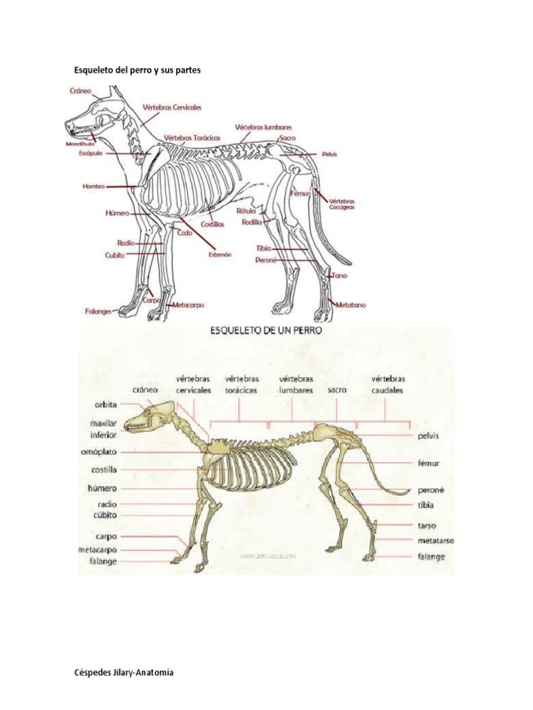 Anatomia-El Perro | PDF | Vértebra | Sistema digestivo humano