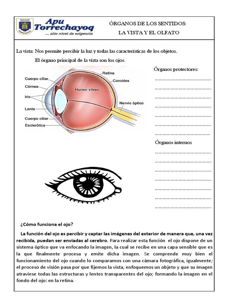 Sentidos: Función de Vista y Olfato | PDF | Percepción visual | Ojo