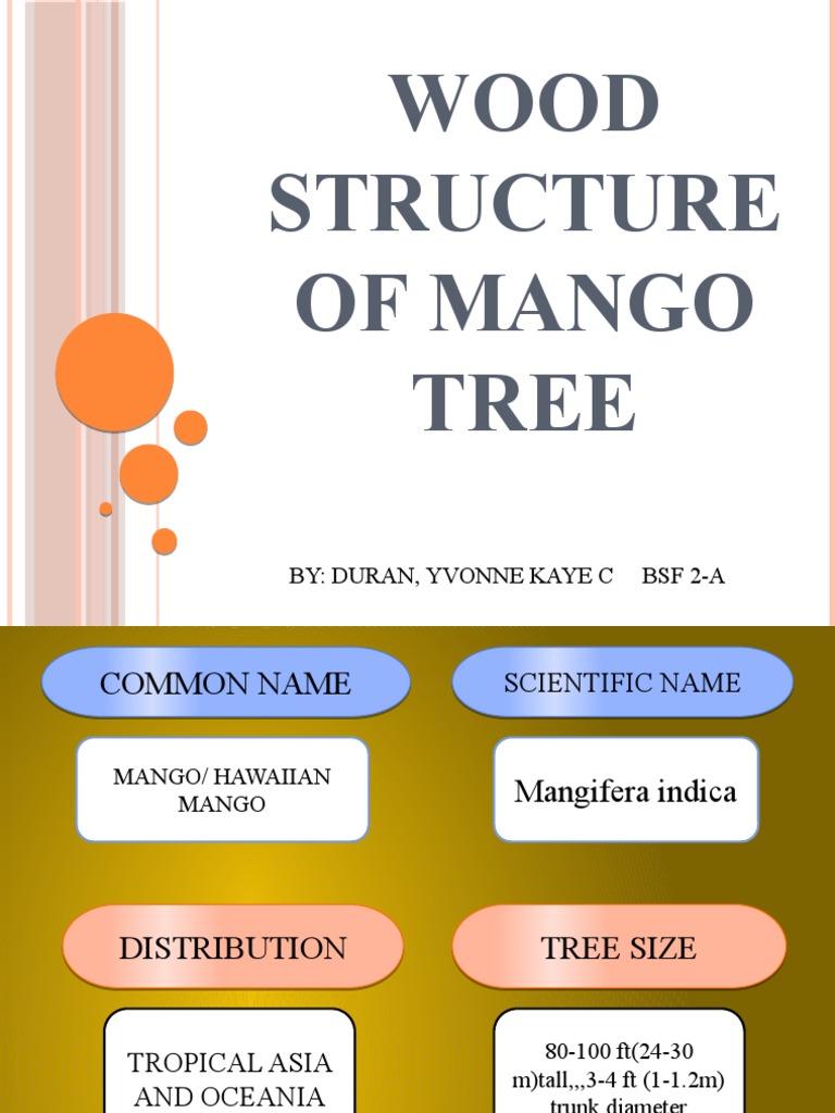 Wood Structure of Mango Tree | PDF | Wood | Trees