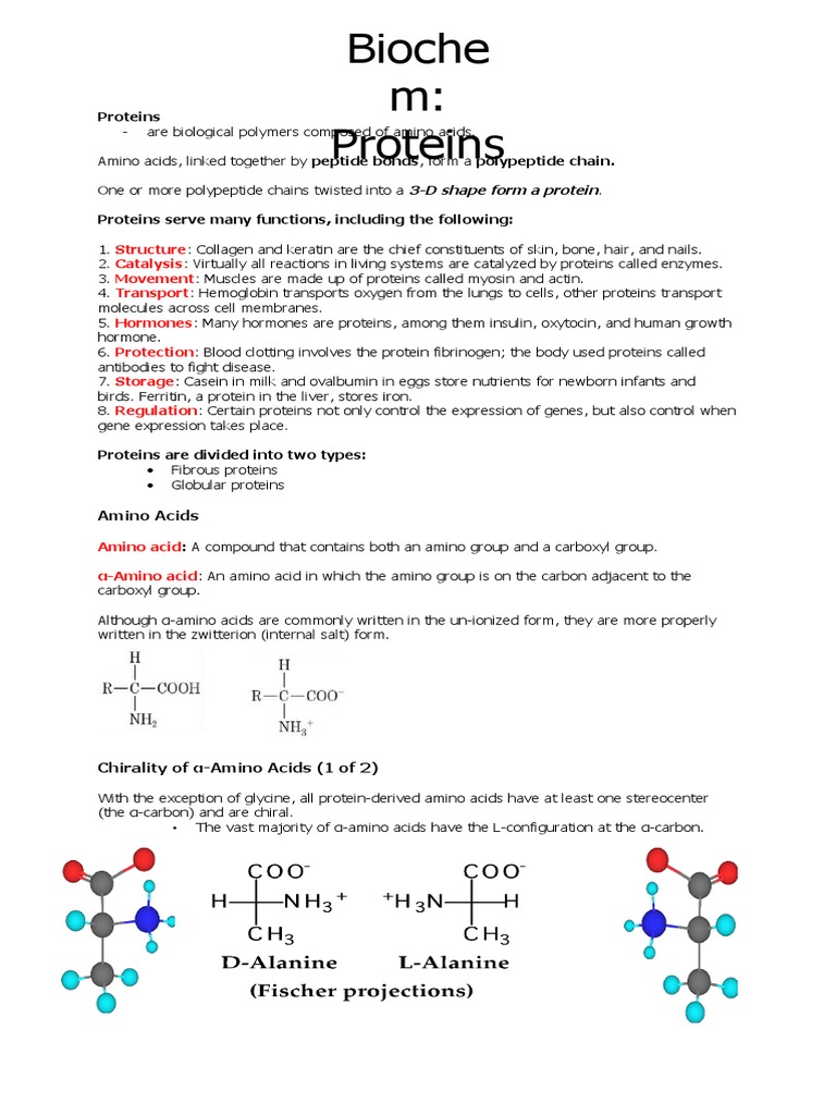 Biochemistry Proteins Midterm | PDF | Amino Acid | Proteins