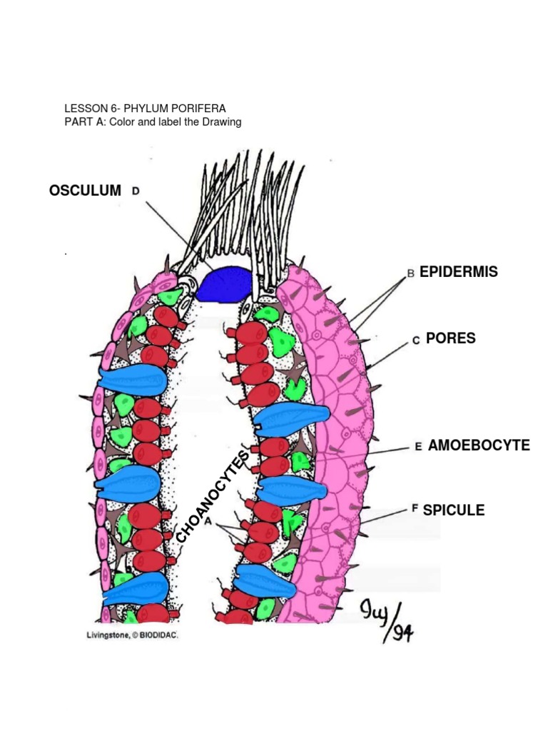 Phylum Porifera Activity | PDF | Sponge | Cell (Biology)