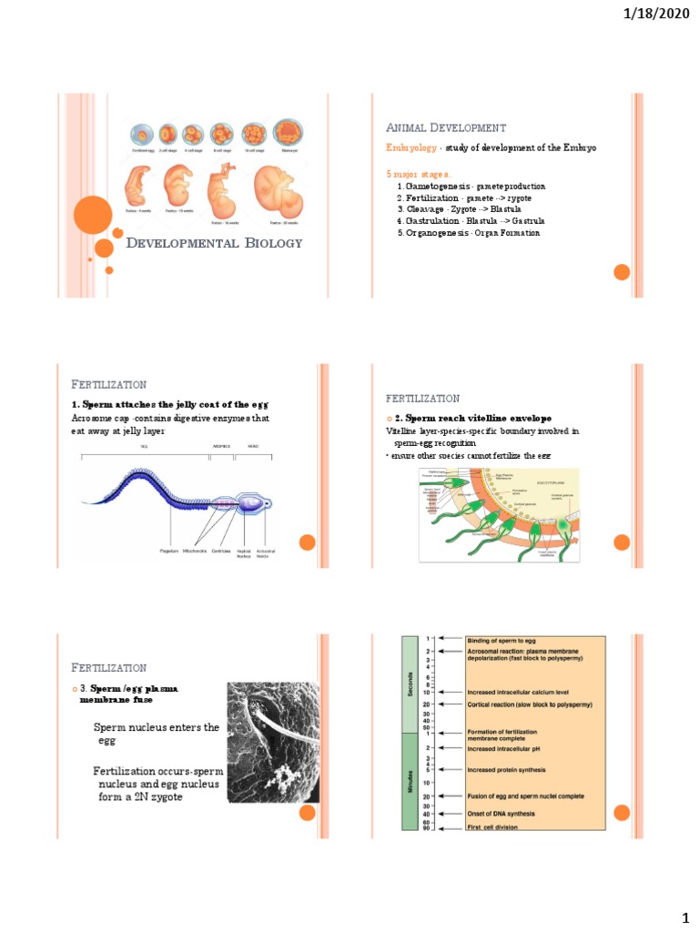 Animal Development | PDF | Embryo | Anatomy
