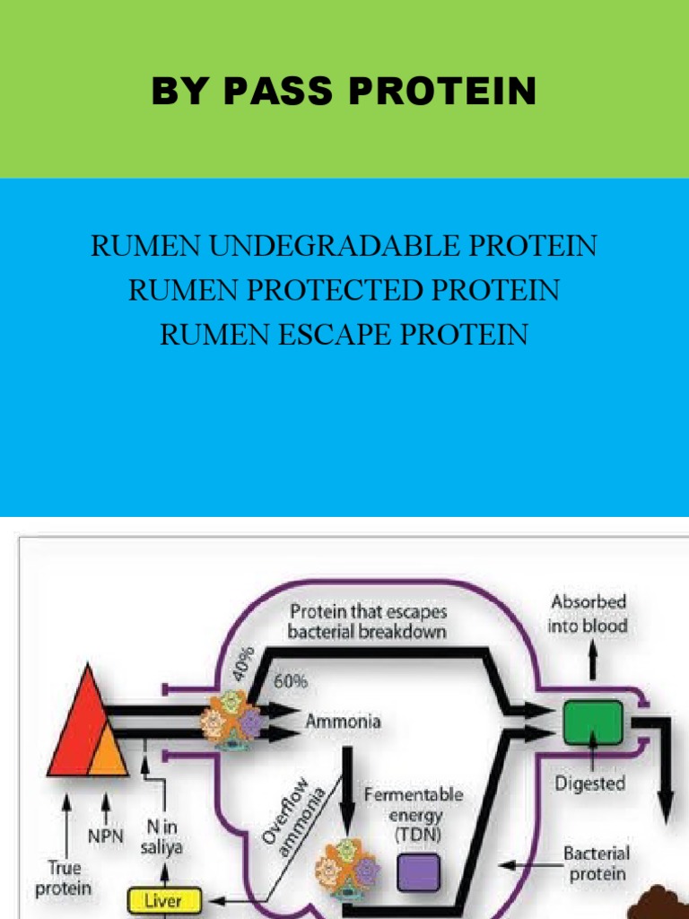 By Pass Protein | PDF | Kesehatan Holistik