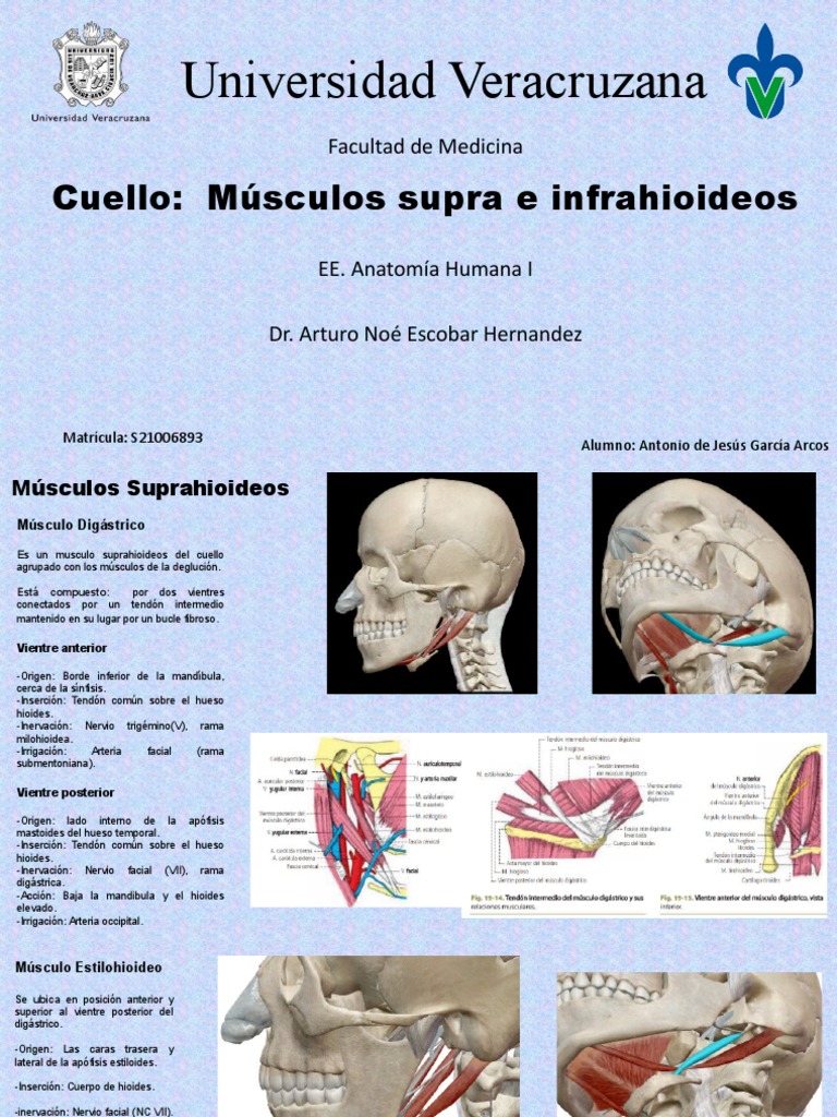 Músculos del cuello: suprahioideos e infrahioideos | PDF | Anatomía ...