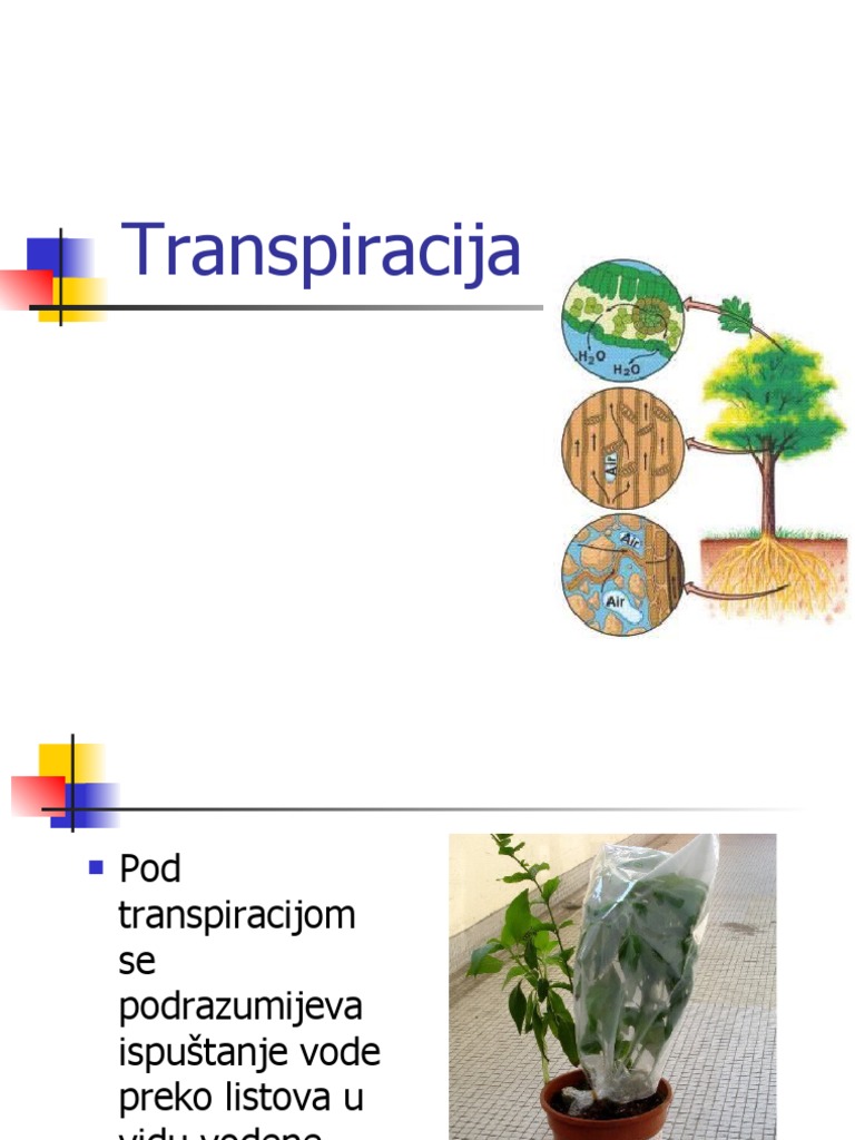 Transpiracija | PDF