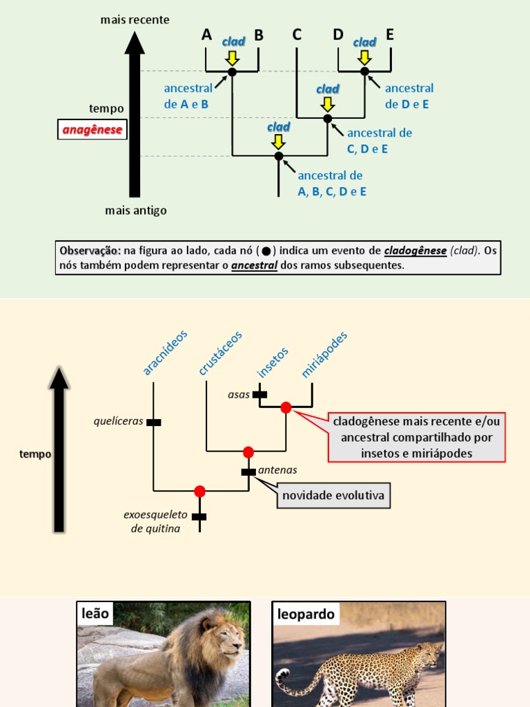 Cladogênese e Filogenia: Conceitos e Exercícios | PDF | Evolução | Espécies