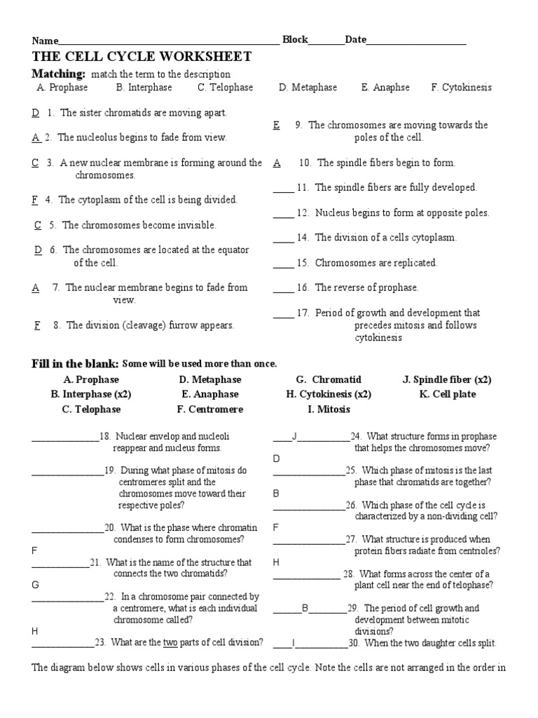 The Cell Cycle Worksheet: Matching | PDF | Mitosis | Anatomy