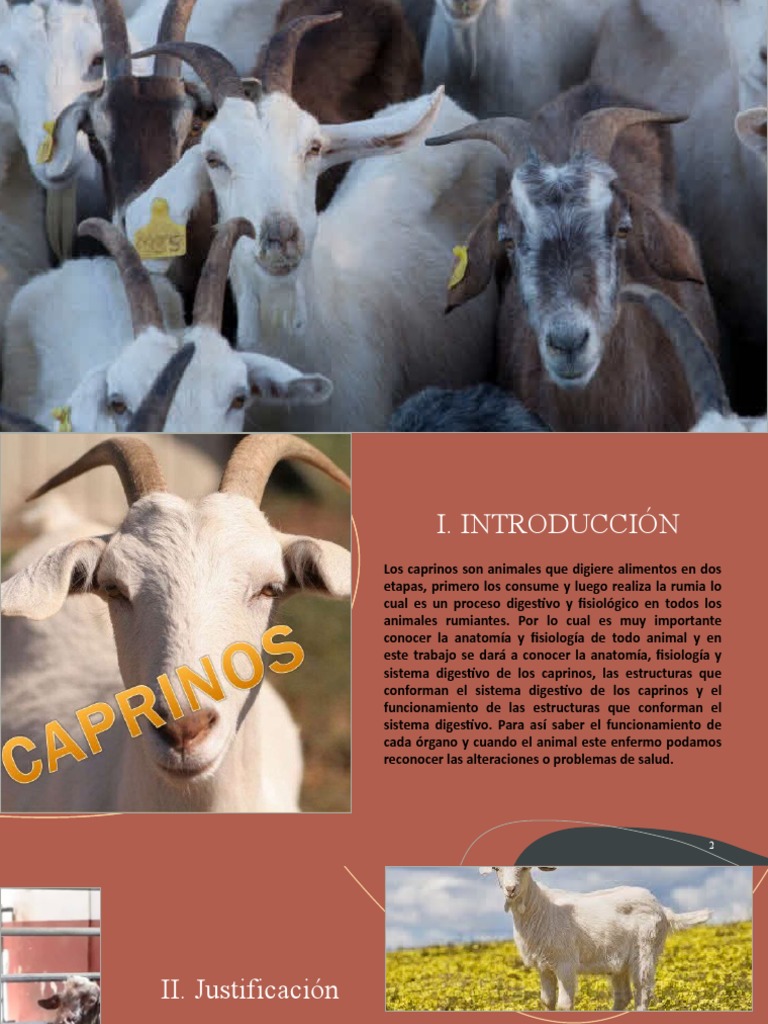 Sistema Digestivo de Caprinos | PDF | Rumiante | Digestión