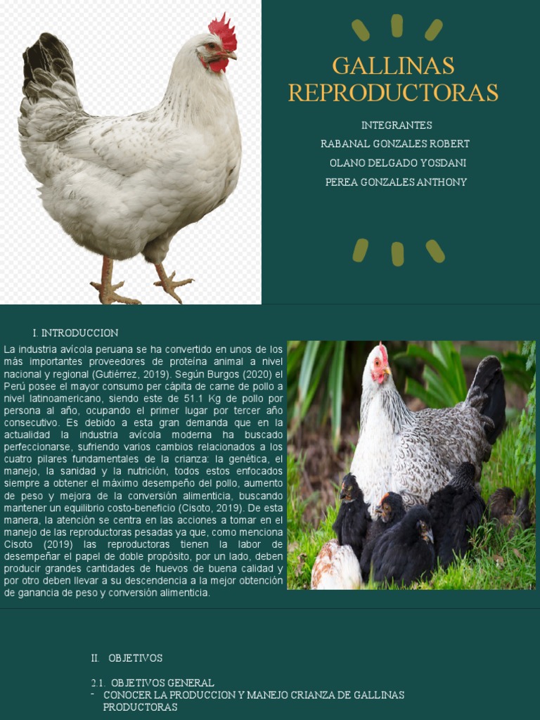 GALLINAS REPRODUCTORAS Nuevo | PDF | Alimentos | Aves