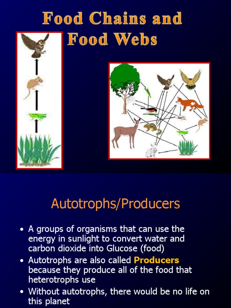 Food Chain and Food Web | PDF | Food Web | Earth Sciences