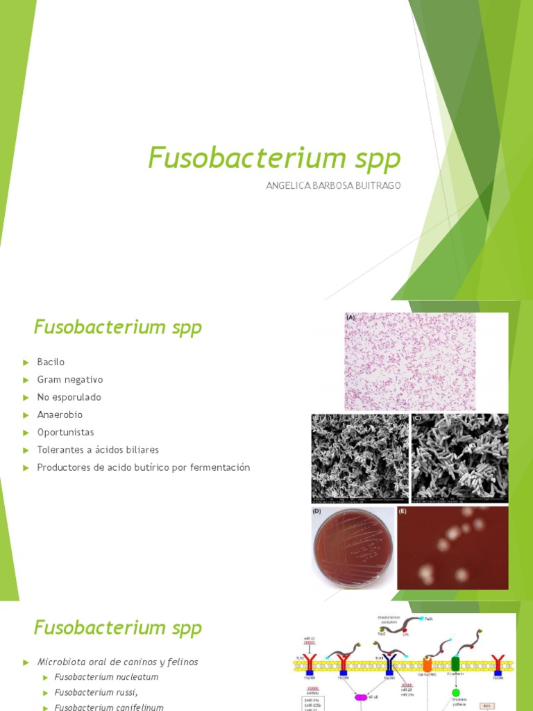 Fusobacterium | PDF