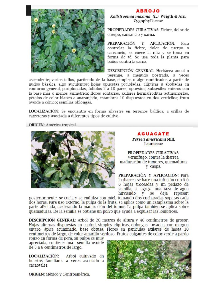 Plantas Medicinales de Tabasco | PDF
