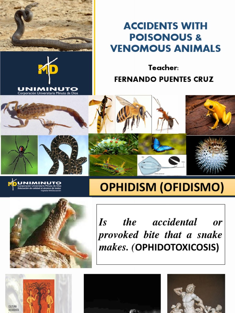 4 Poisonous & Venomous Animals | PDF | Snake | Spider