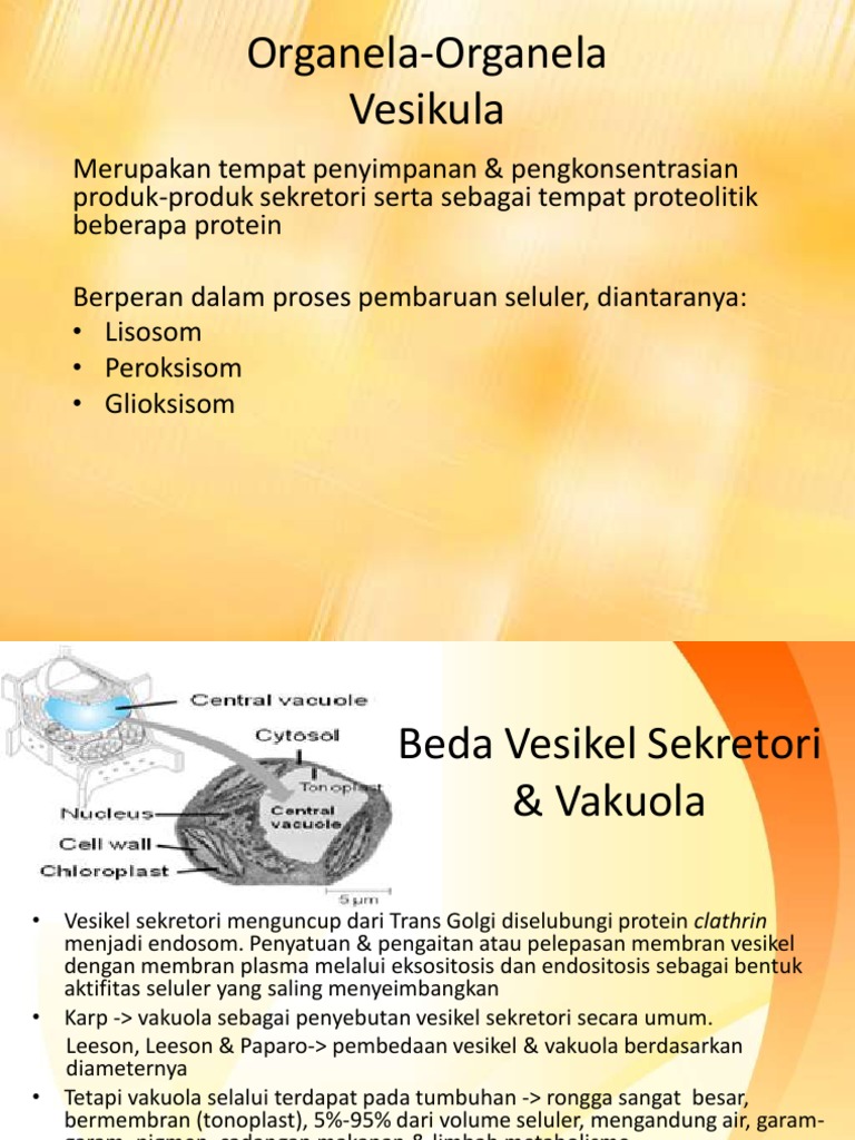 BIOLOGI SEL - Materi11.BIO Sel Ke-12 Organela-Organela Vesikula | PDF
