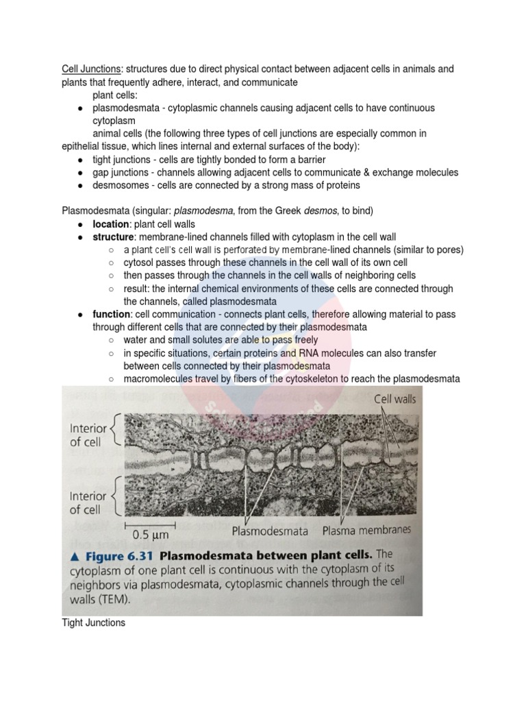 Cell Junctions Notes | PDF | Cell (Biology) | Cell Adhesion
