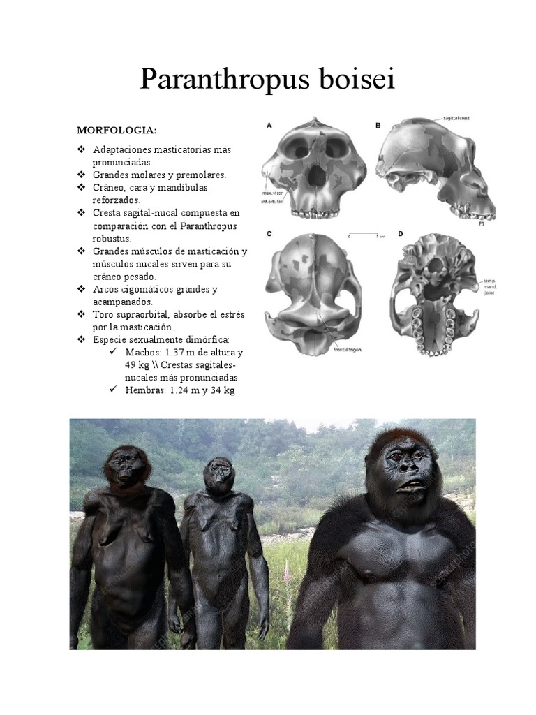 Paranthropus Boisei | PDF