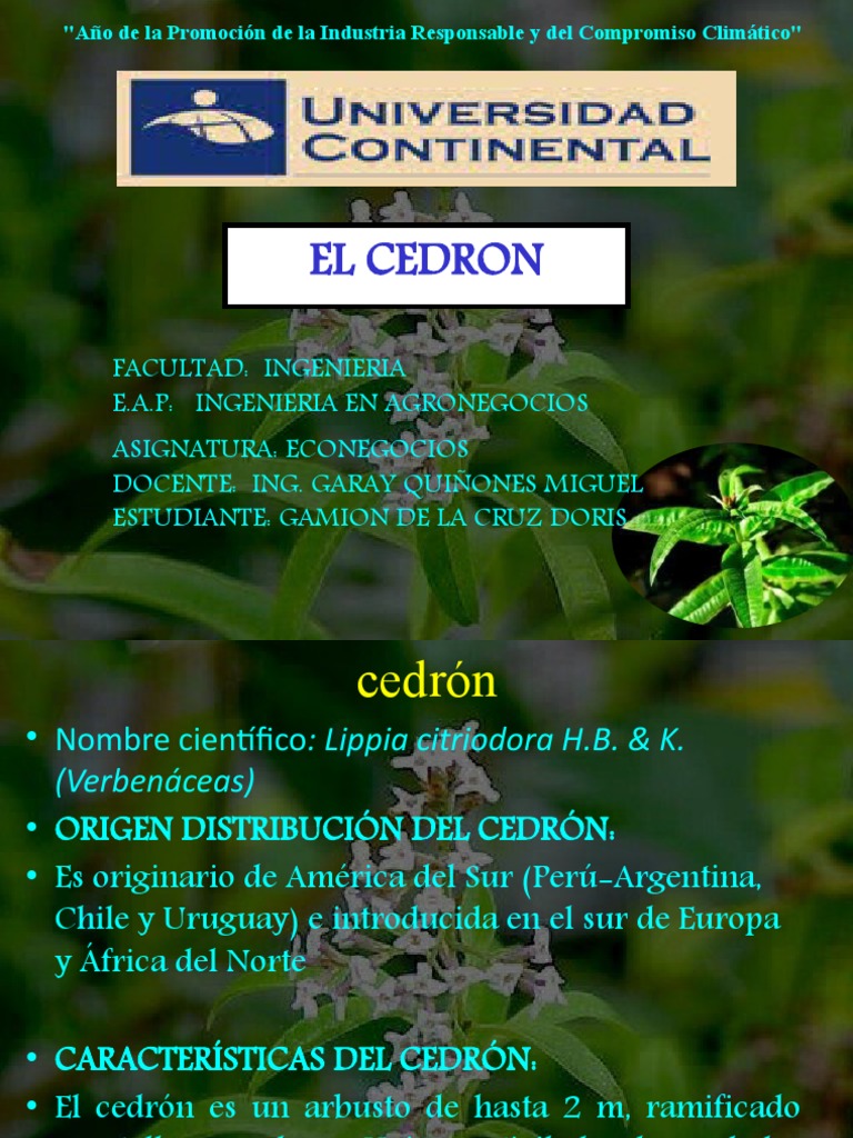 Cedrón | PDF