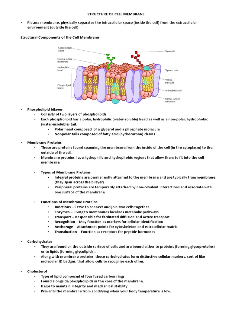 Structure of Cell Membrane Cell Transport | PDF | Cell Membrane | Osmosis