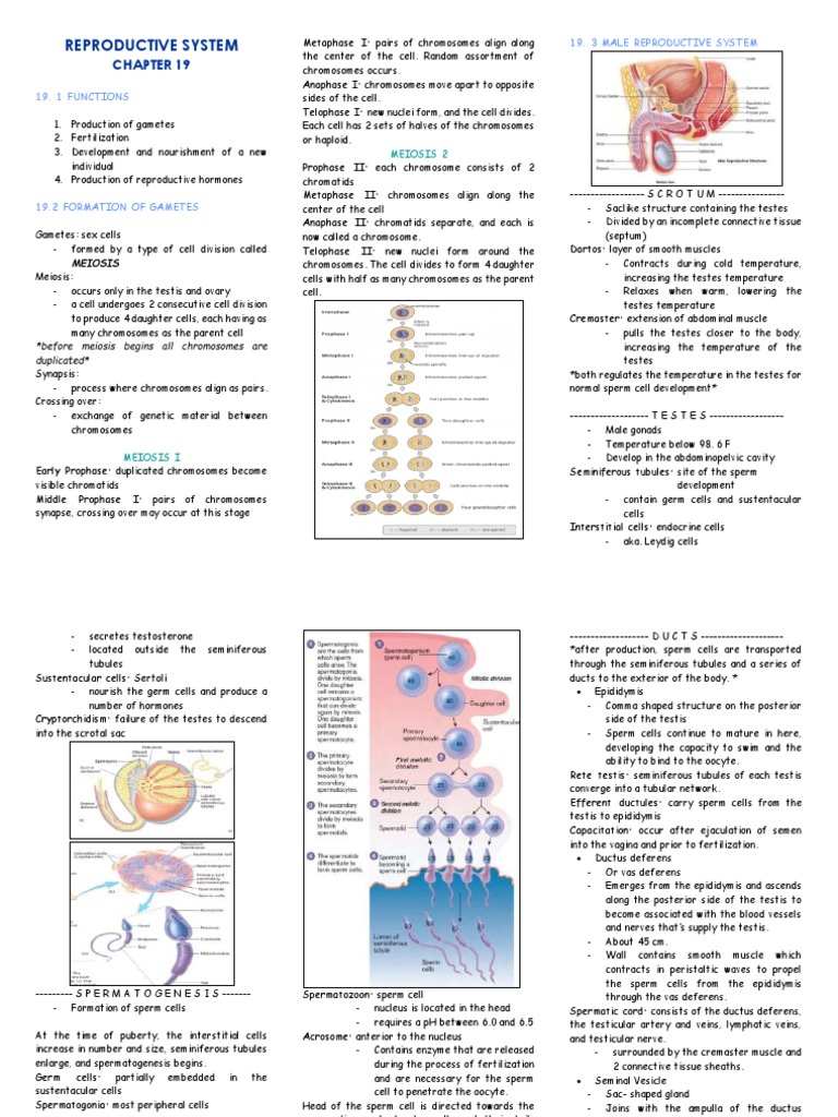 Reproductive System Overview | PDF | Menstrual Cycle | Meiosis