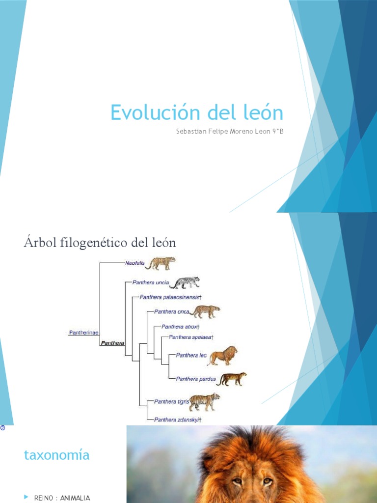Evolución Del León Tercer Trimestre | PDF | Felidae | León