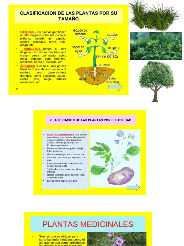 Clasificación de Las Plantas | PDF