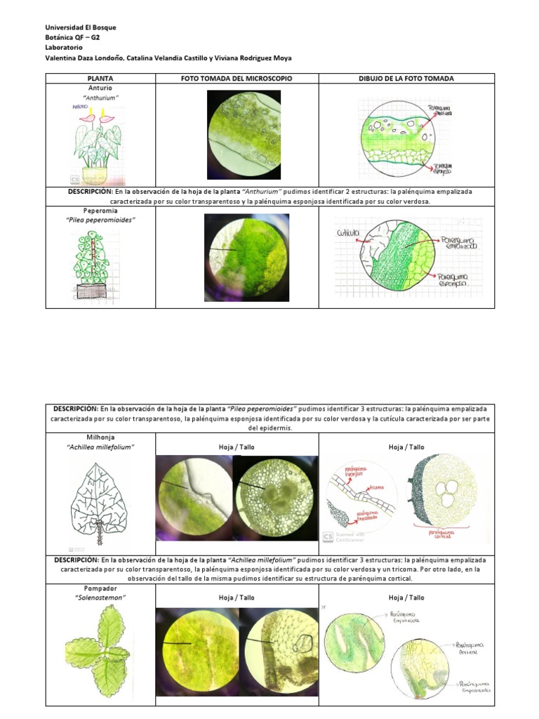 Observación de Hojas en Microscopio | PDF