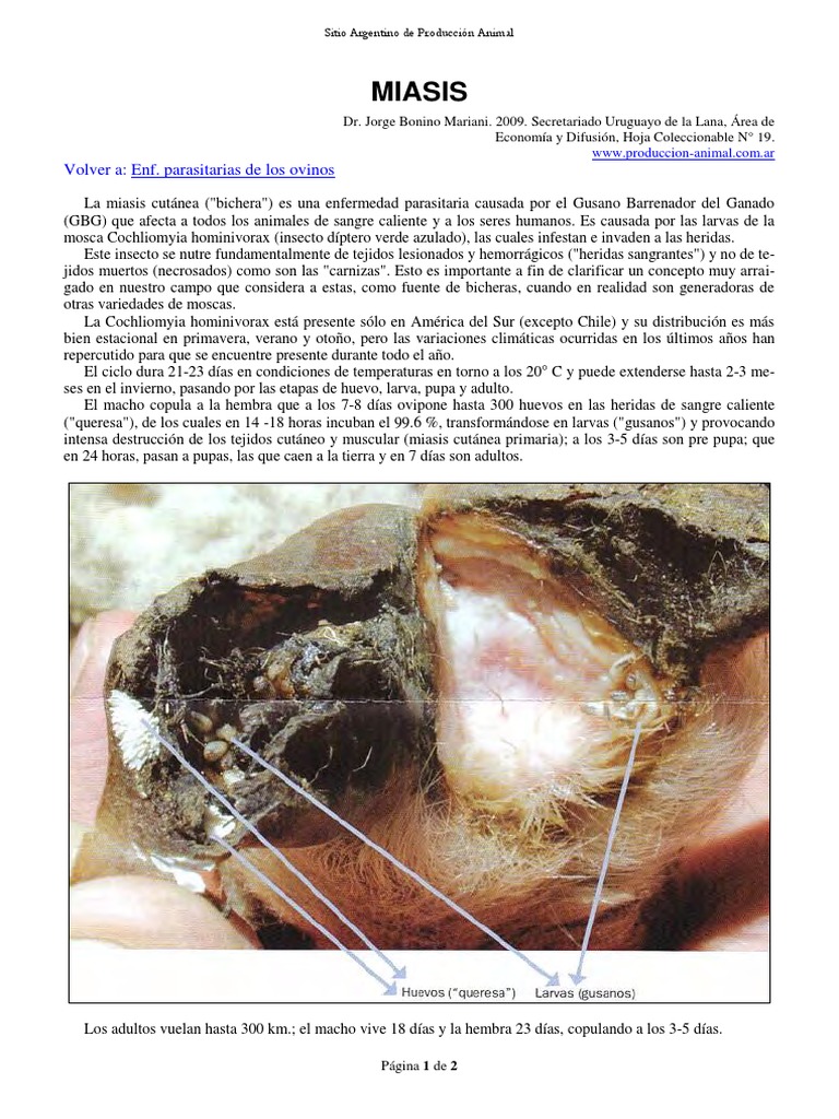 Miasis: Impacto y Control en Ovinos | PDF