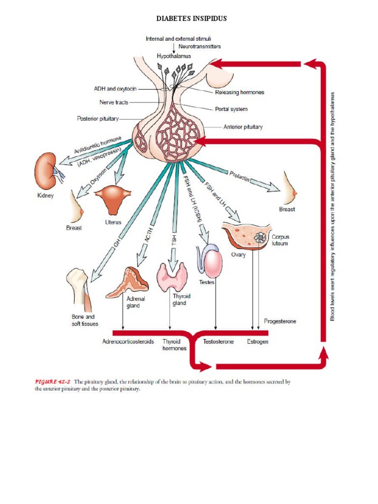 Diabetes Insipidus Pdf Medicine Diseases And Disorders