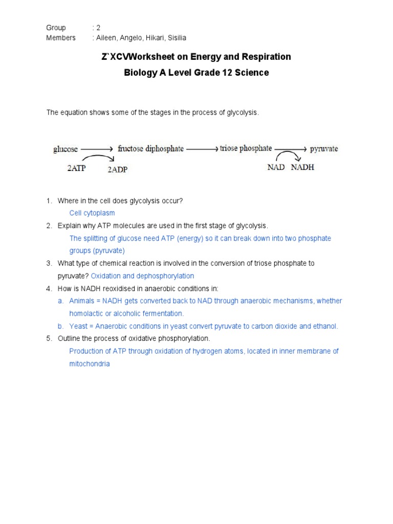 Energy and Respiration Worksheet | PDF | Science & Mathematics