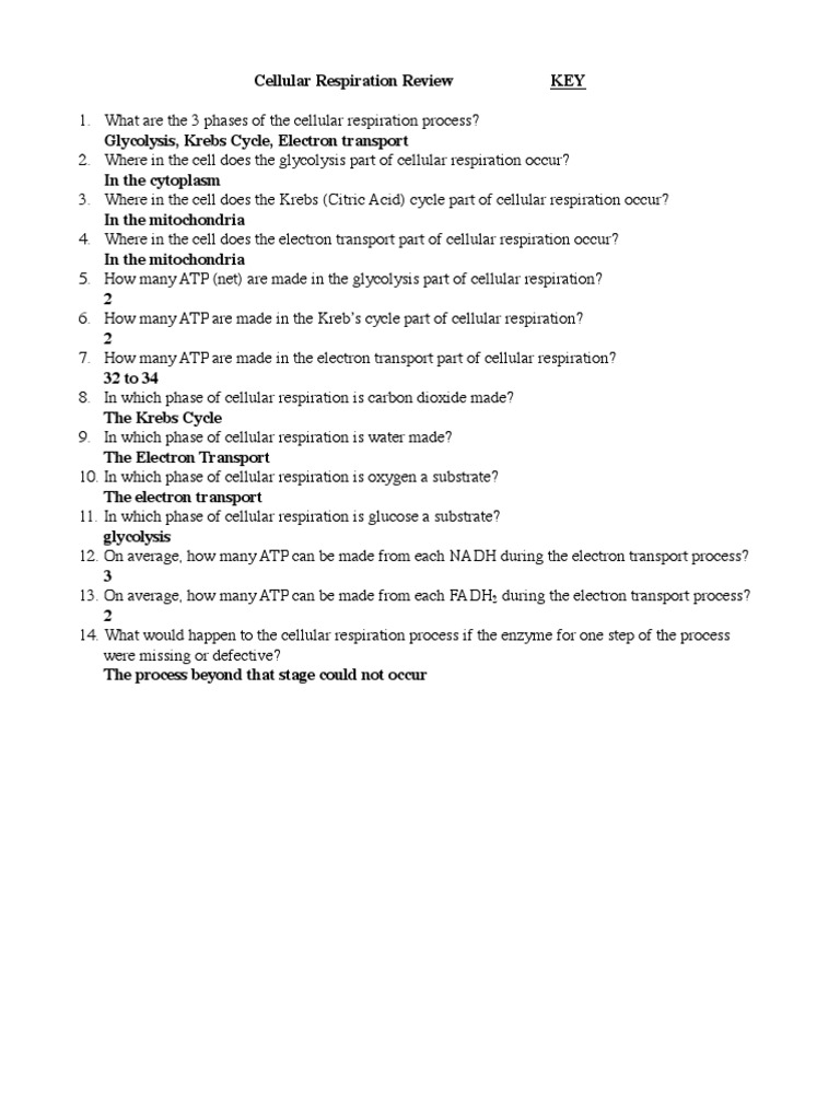 Cellular Respiration Overview Worksheet Answer Key