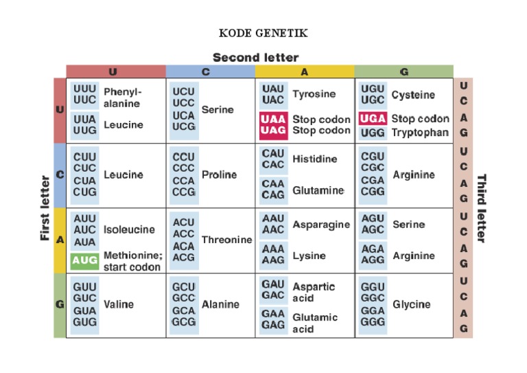 Tabel Kode Genetik | PDF