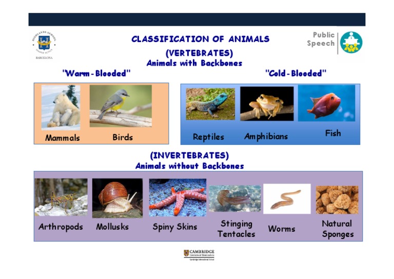 Classification of Animals (Vertebrates) Animals With Backbones "Warm ...