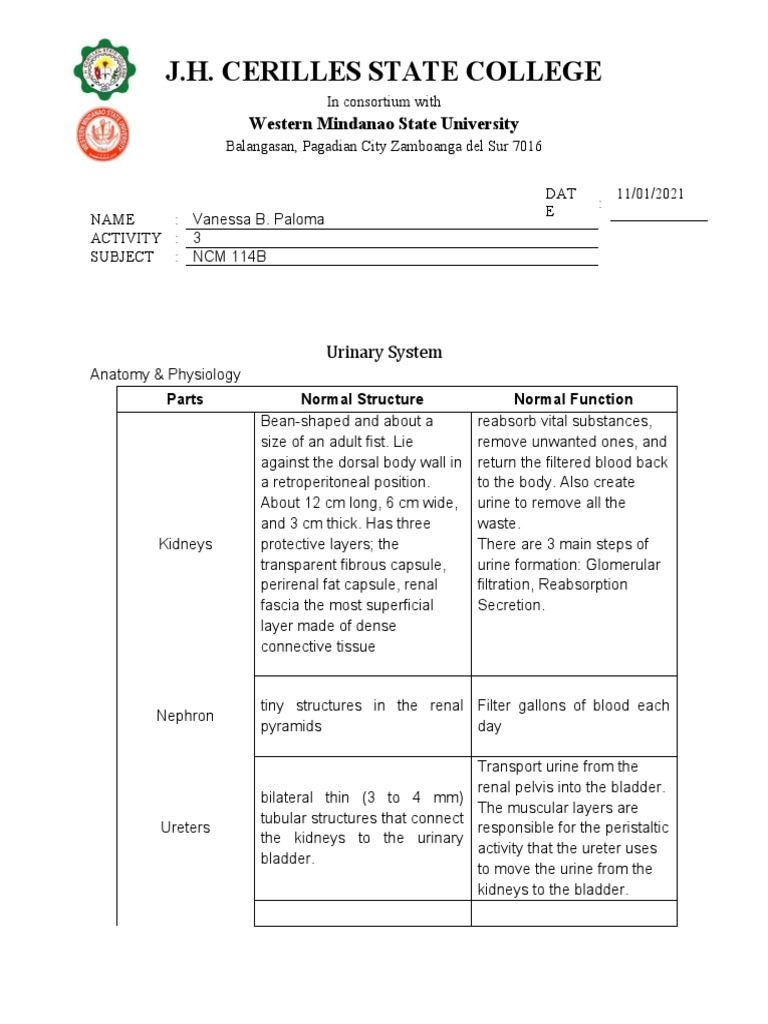 Urinary System Overview for Students | PDF | Kidney | Urinary System