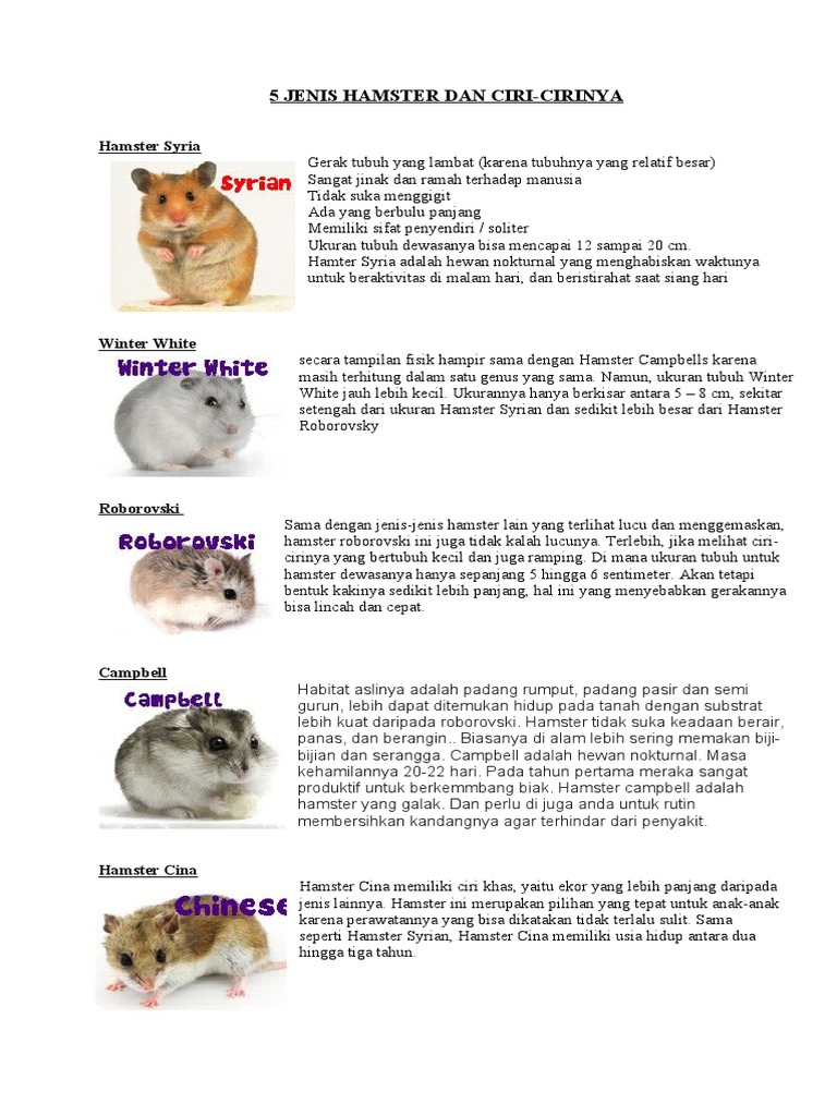 5 Jenis Hamster Dan Ciri | PDF