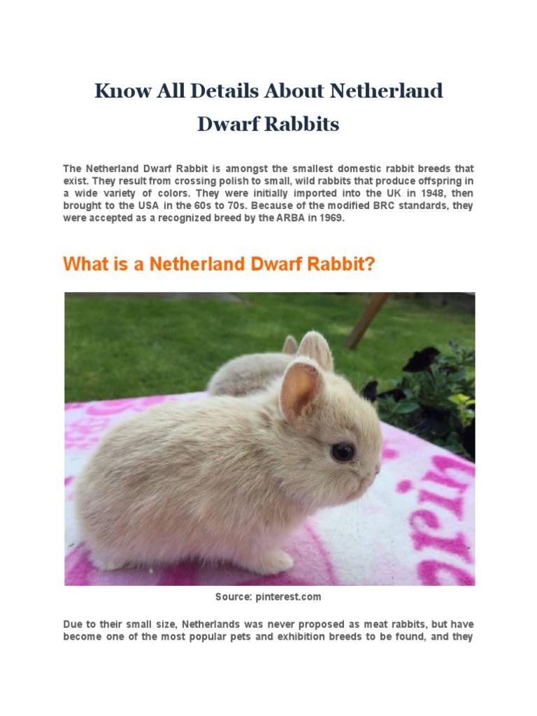 All About Netherland Dwarf Rabbits | PDF | Domesticated Animals | Zoology