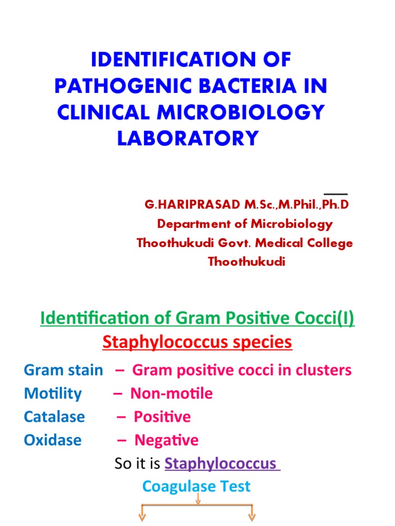 Identification of Pathogenic Bacteria in Clinical Microbiology ...