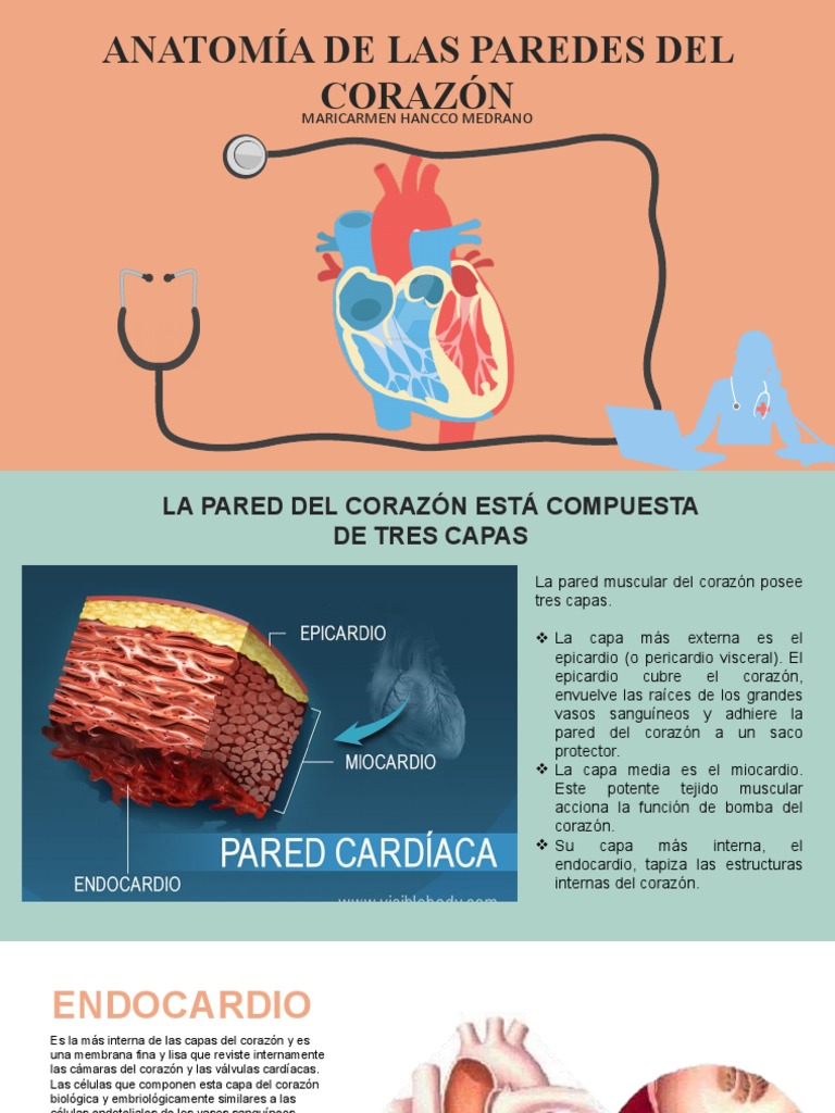Capas Del Corazon | PDF | Corazón | Músculo