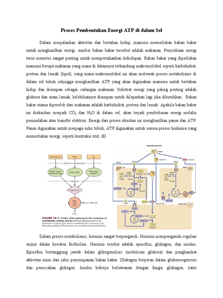 Proses Di Dalam Sel Perubahan ATP | PDF