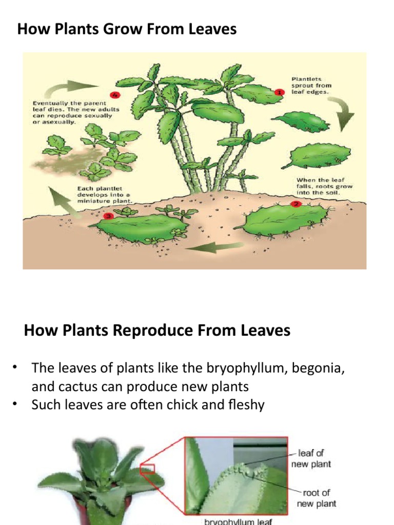 How Plants Grow From Seeds | PDF