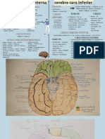 Giros y circunvoluciones cerebrales | PDF | Cerebro | Anatomía humana