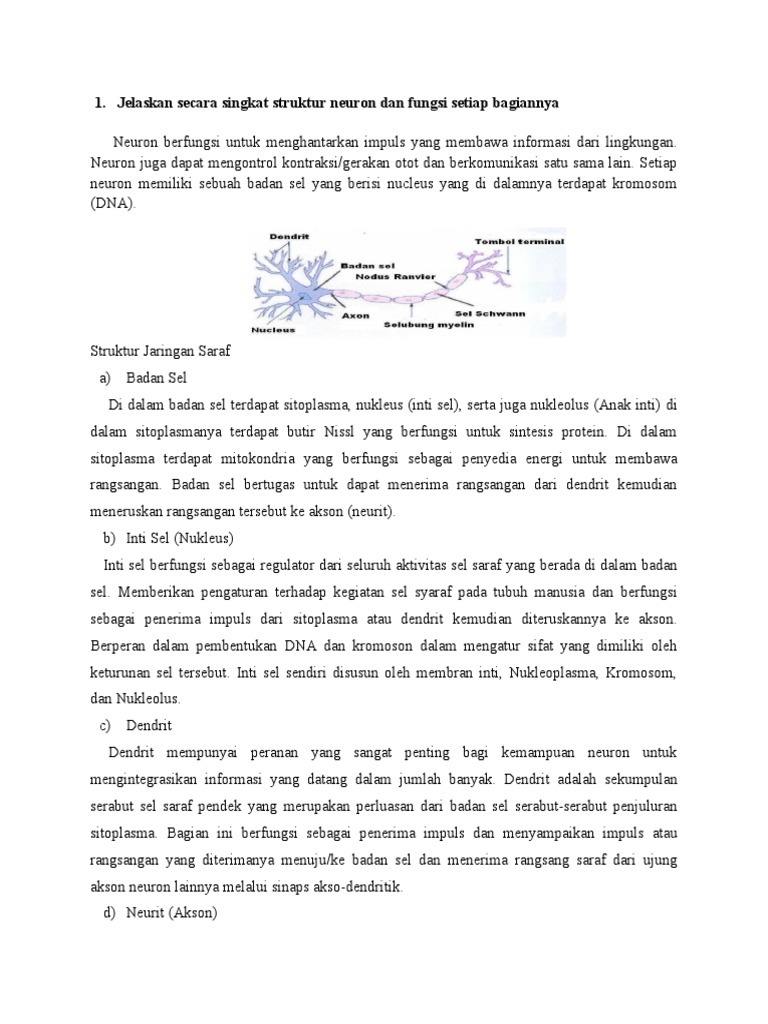 Struktur dan Fungsi Neuron serta Sistem Saraf | PDF | Sains & Matematika