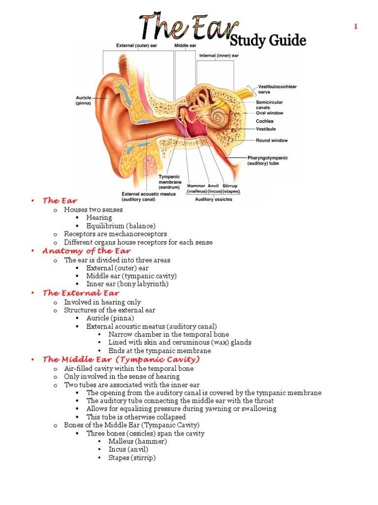 The Ear Study Guide | PDF | Ear | Hearing