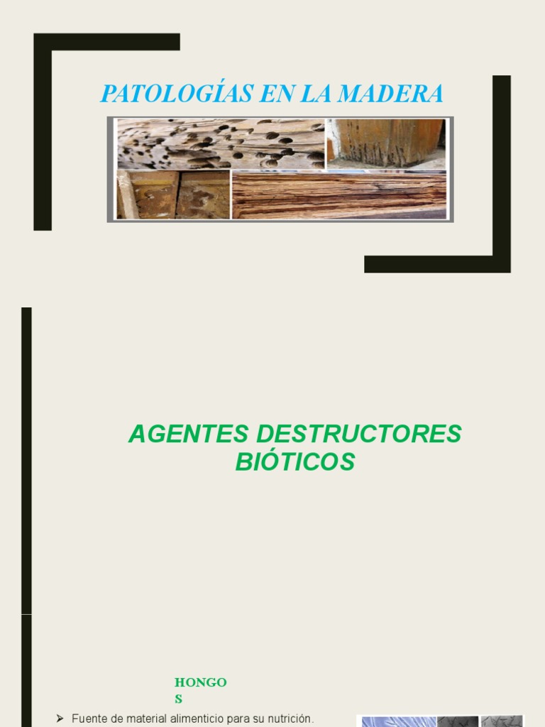 Patologías en La Madera | PDF | Madera | Insectos