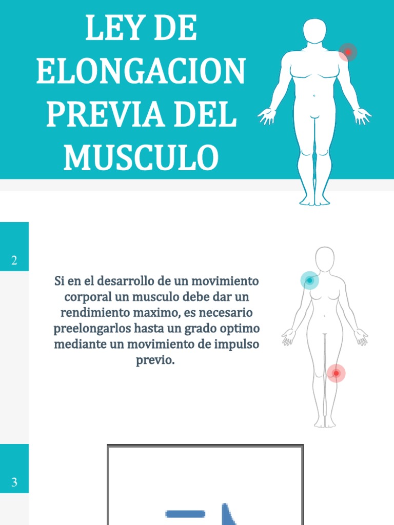 Exposicion Ley de Elongacion Previa Del Musculo | PDF