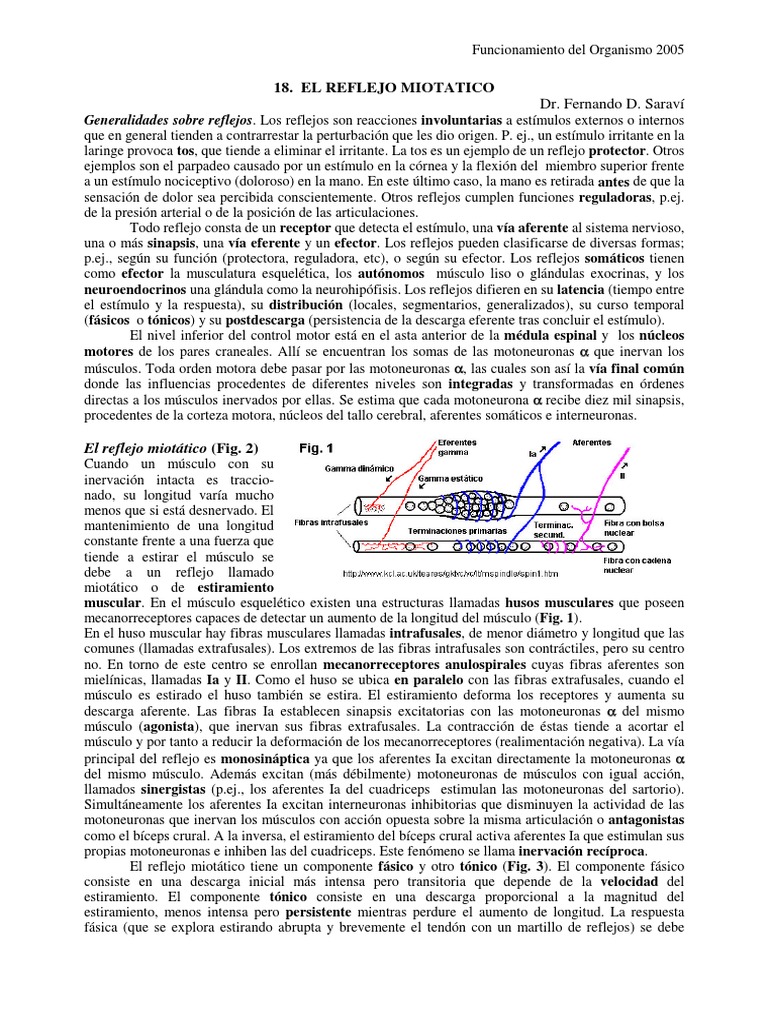 Reflejo Miotático: Funcionamiento y Control | PDF | Neurona motora ...