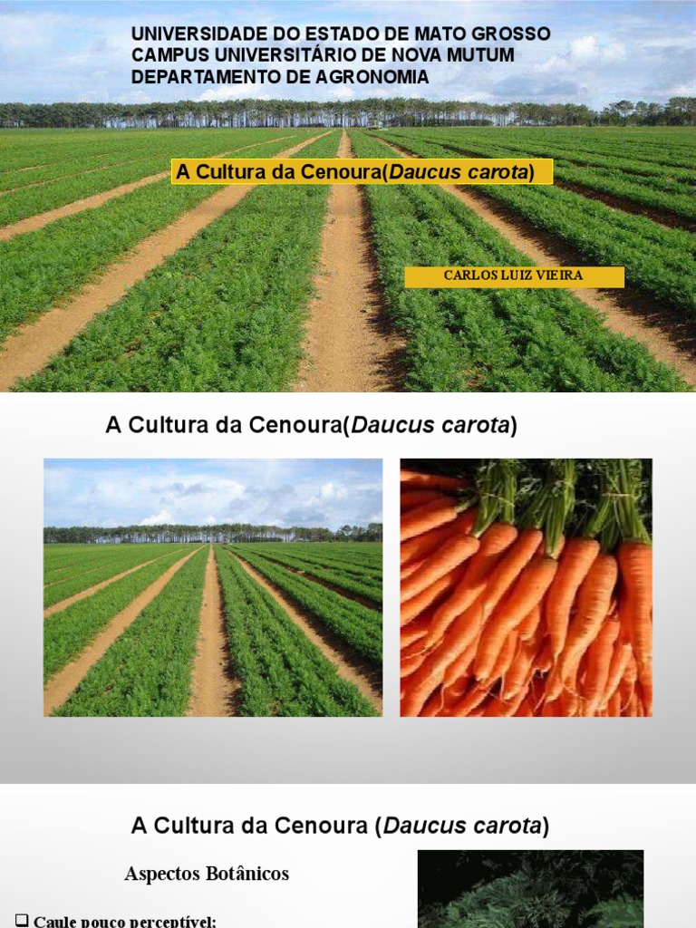 Aula Cenoura | PDF | Cenoura | Raiz